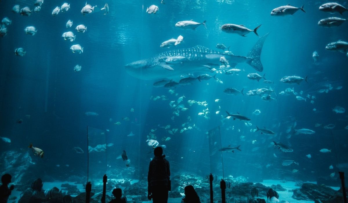 Twitter: Un profundo océano lleno de insights